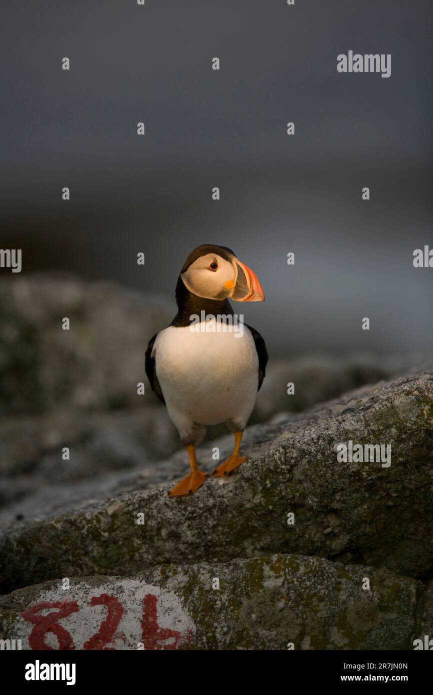 Atlantic Puffins, Fratercula arctica, the main attraction on Eastern ...