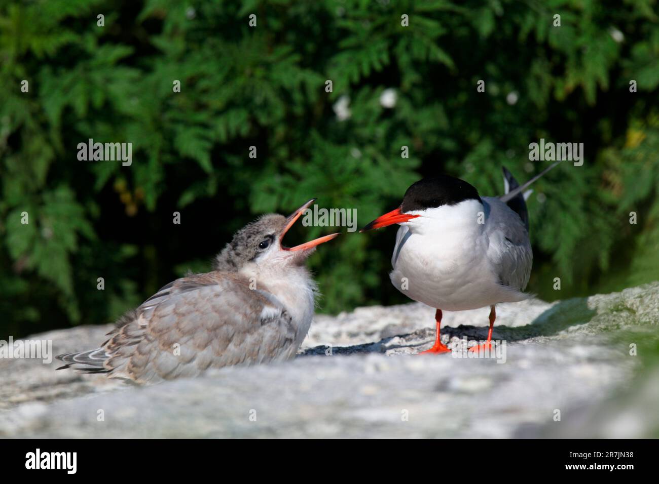 Common Tern, Sterna hirundo, on Eastern Egg Rock Island, Maine Stock ...