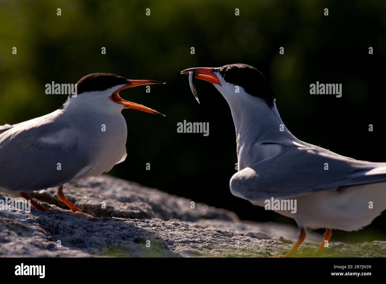 Common Tern, Sterna hirundo, on Eastern Egg Rock Island, Maine Stock ...