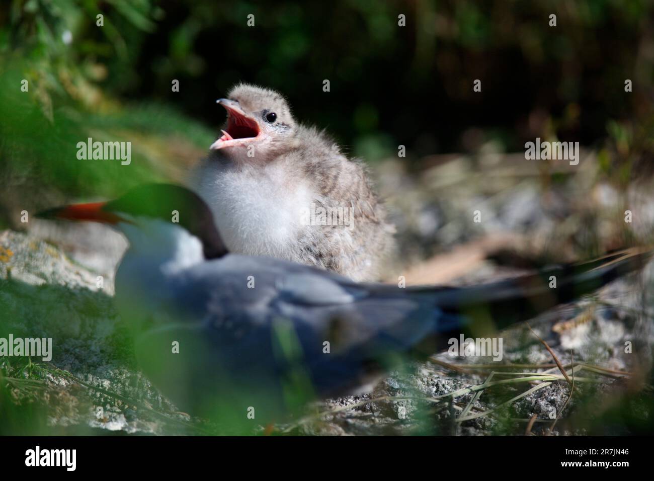 Common Tern, Sterna hirundo, on Eastern Egg Rock Island, Maine Stock ...