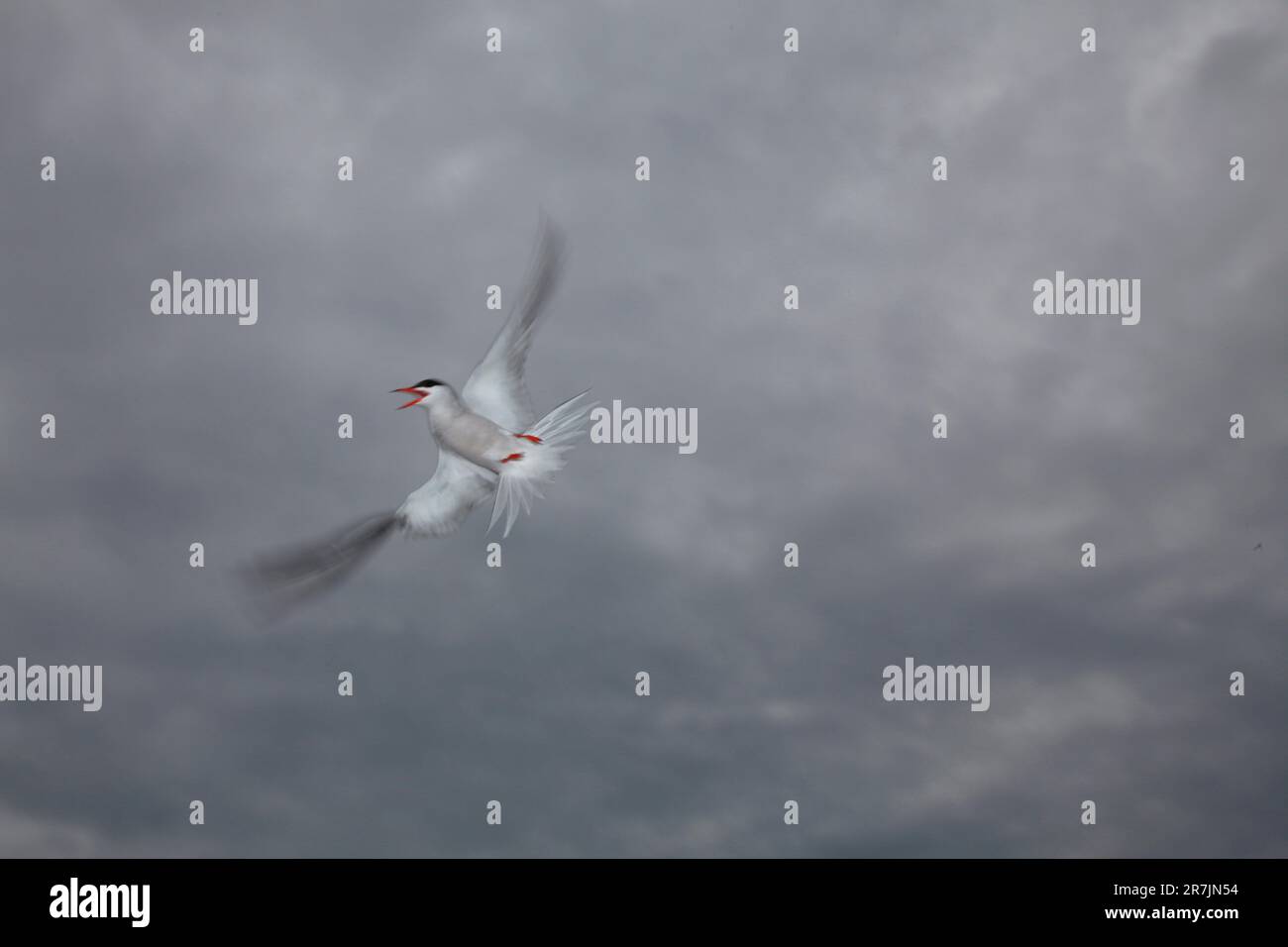 Common Tern, Sterna hirundo, on Eastern Egg Rock Island, Maine Stock ...