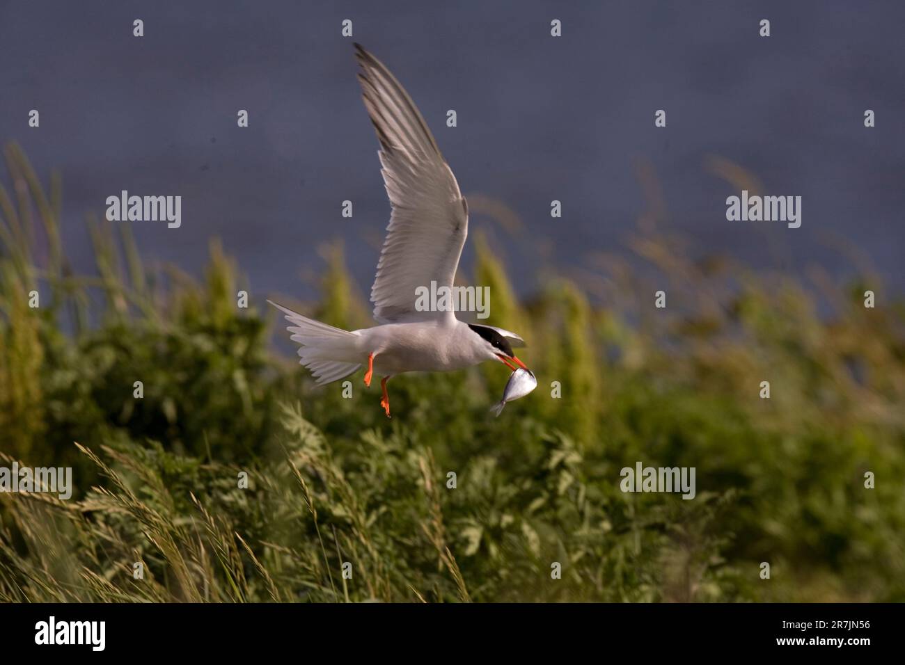 Project Puffin Eastern Egg Rock Island, Maine Stock Photo - Alamy