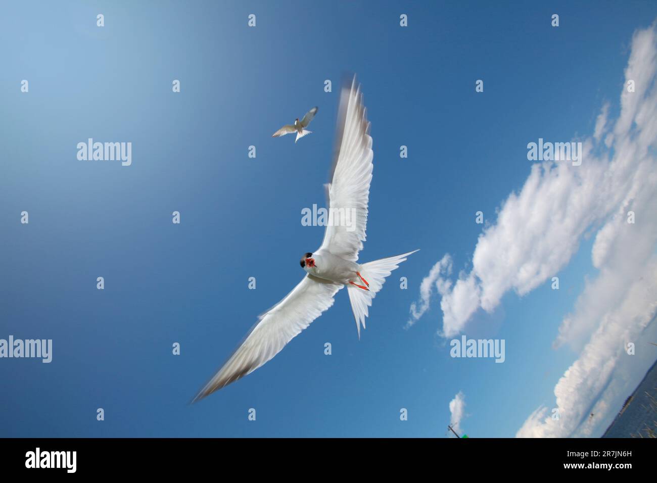 Common Tern, Sterna hirundo, on Eastern Egg Rock Island, Maine Stock ...