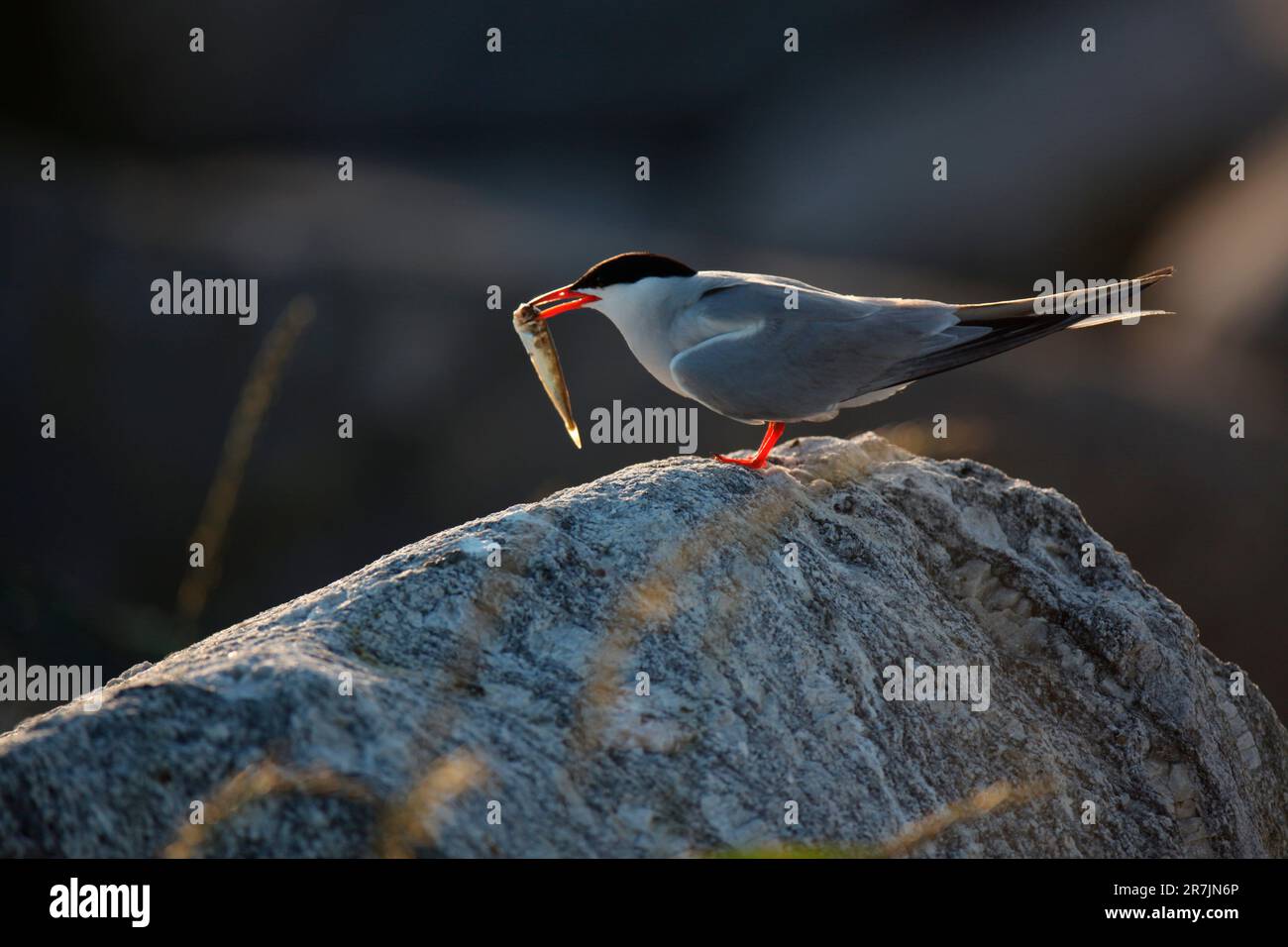 Common Tern, Sterna hirundo, on Eastern Egg Rock Island, Maine Stock ...