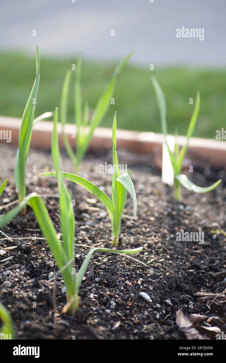 Organic garlic sprouts from the ground in a raised garden bed in a ...