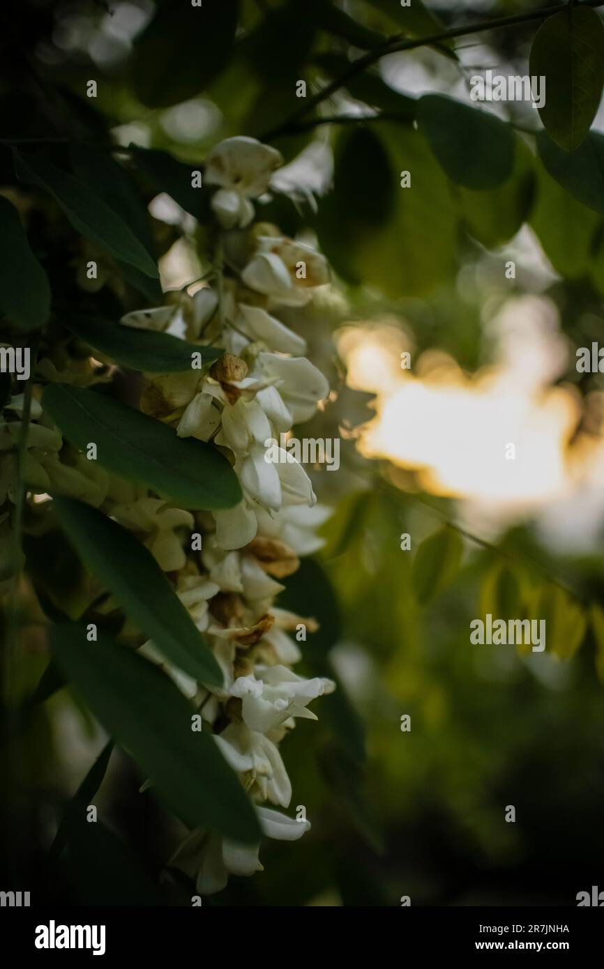 Black locust tree hi-res stock photography and images - Alamy