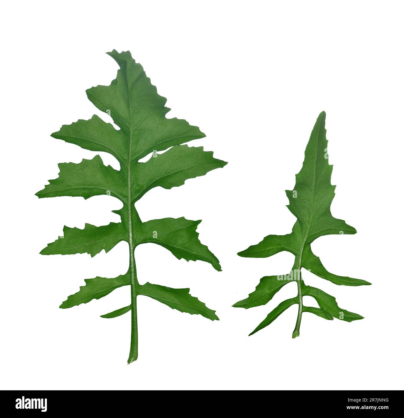 London-rocket - Sisymbrium irio Stock Photo - Alamy