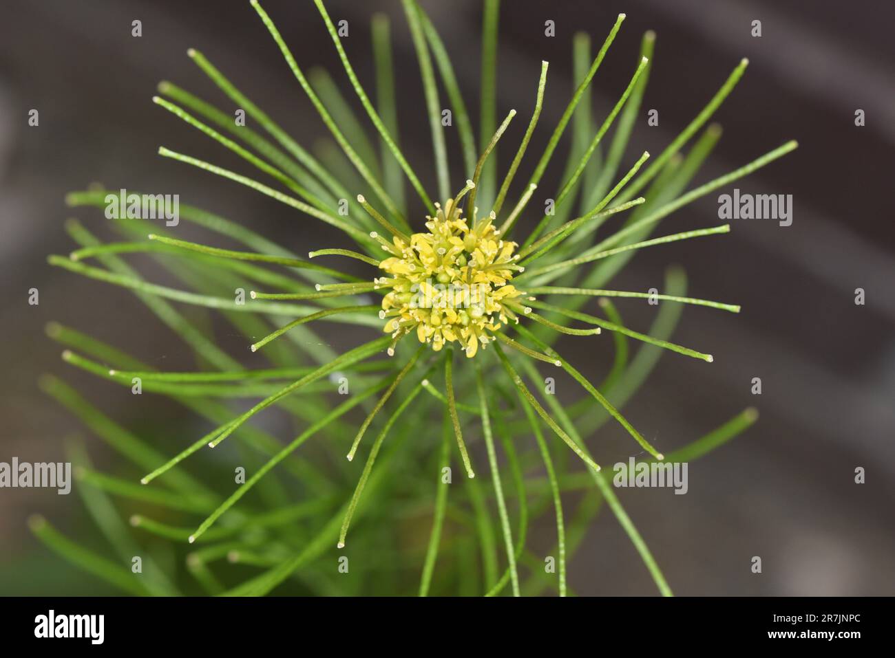 London-rocket - Sisymbrium irio Stock Photo - Alamy