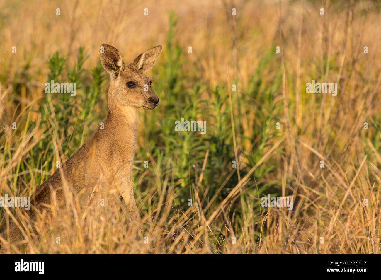Brown stools hi-res stock photography and images - Alamy