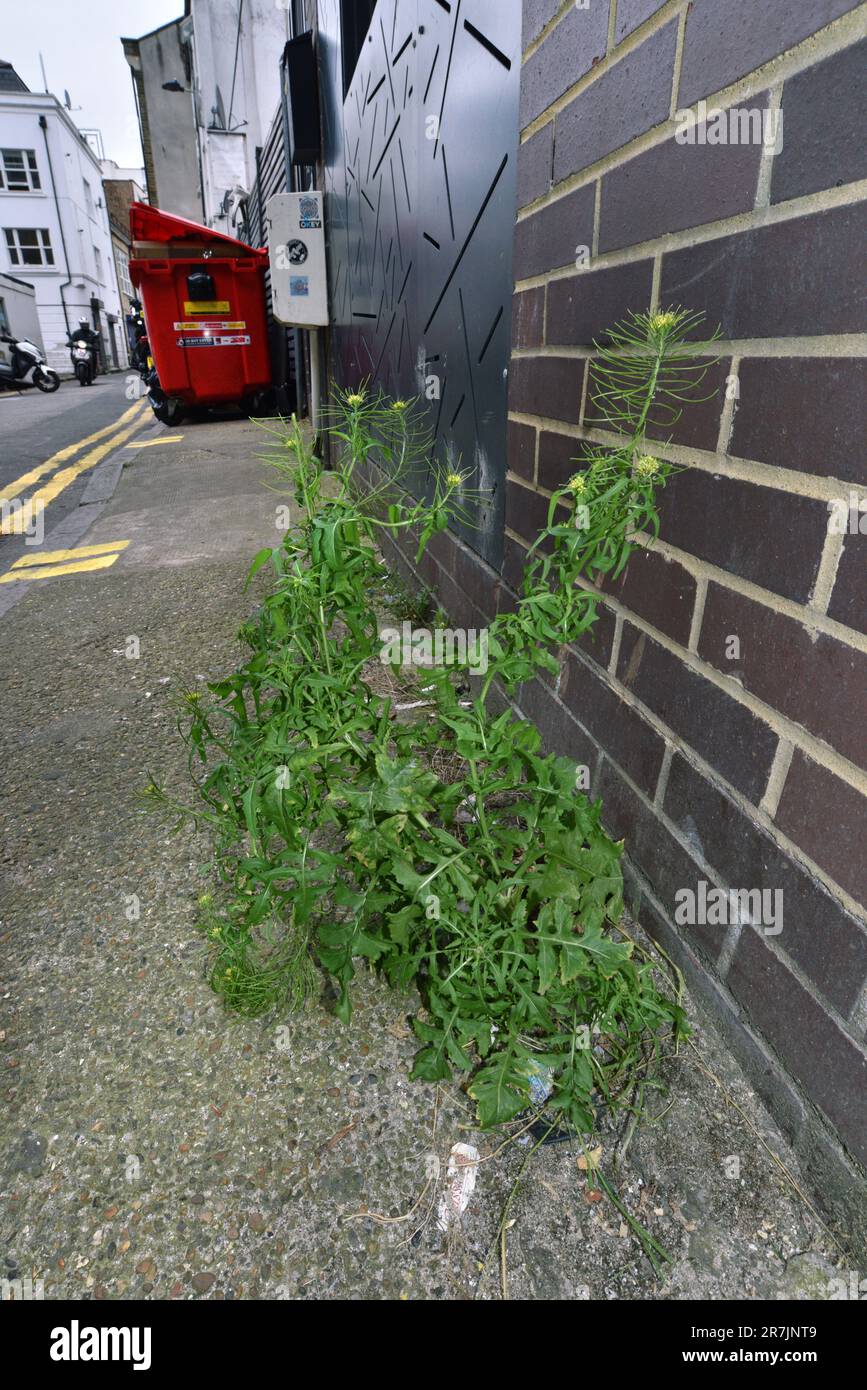 London-rocket - Sisymbrium irio Stock Photo - Alamy