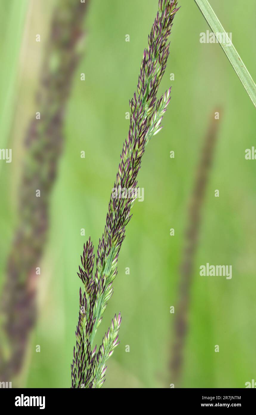 Calamagrostis stricta hi-res stock photography and images - Alamy