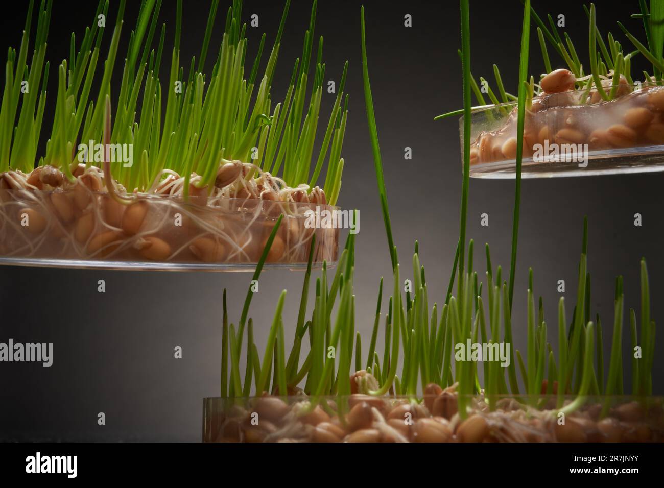 Hydroponic, laboratory seed germination, wheatgrass Stock Photo - Alamy