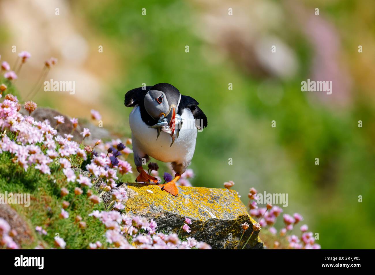 Atlantic Puffin "Fratercula arctica" with fish in bill landing on rock ...