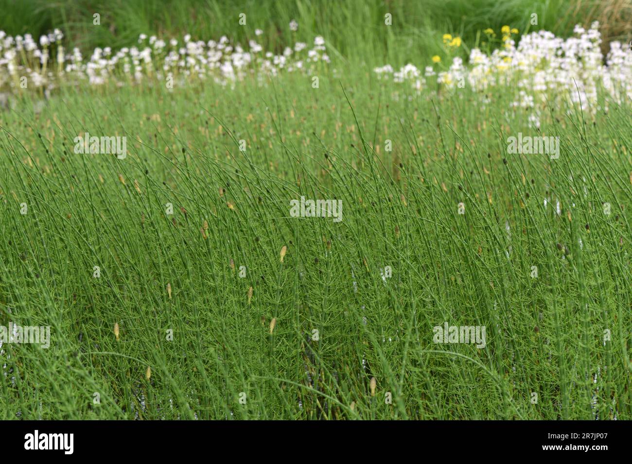 Water Horsetail - Equisetum fluviatile Stock Photo - Alamy