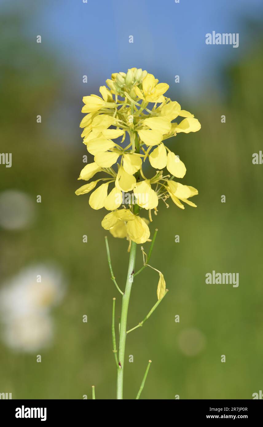 Sinapis arvensis uk hi-res stock photography and images - Alamy