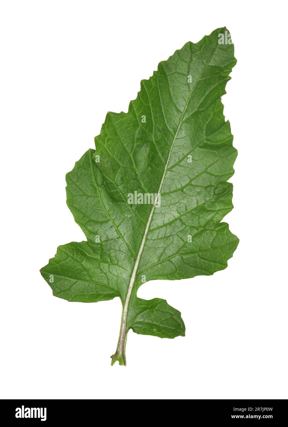 Charlock - Sinapis arvensis Stock Photo - Alamy