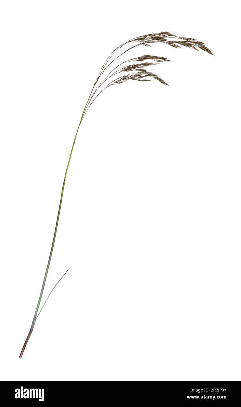 Wavy Hair-grass - Deschampsia flexuosa Stock Photo - Alamy