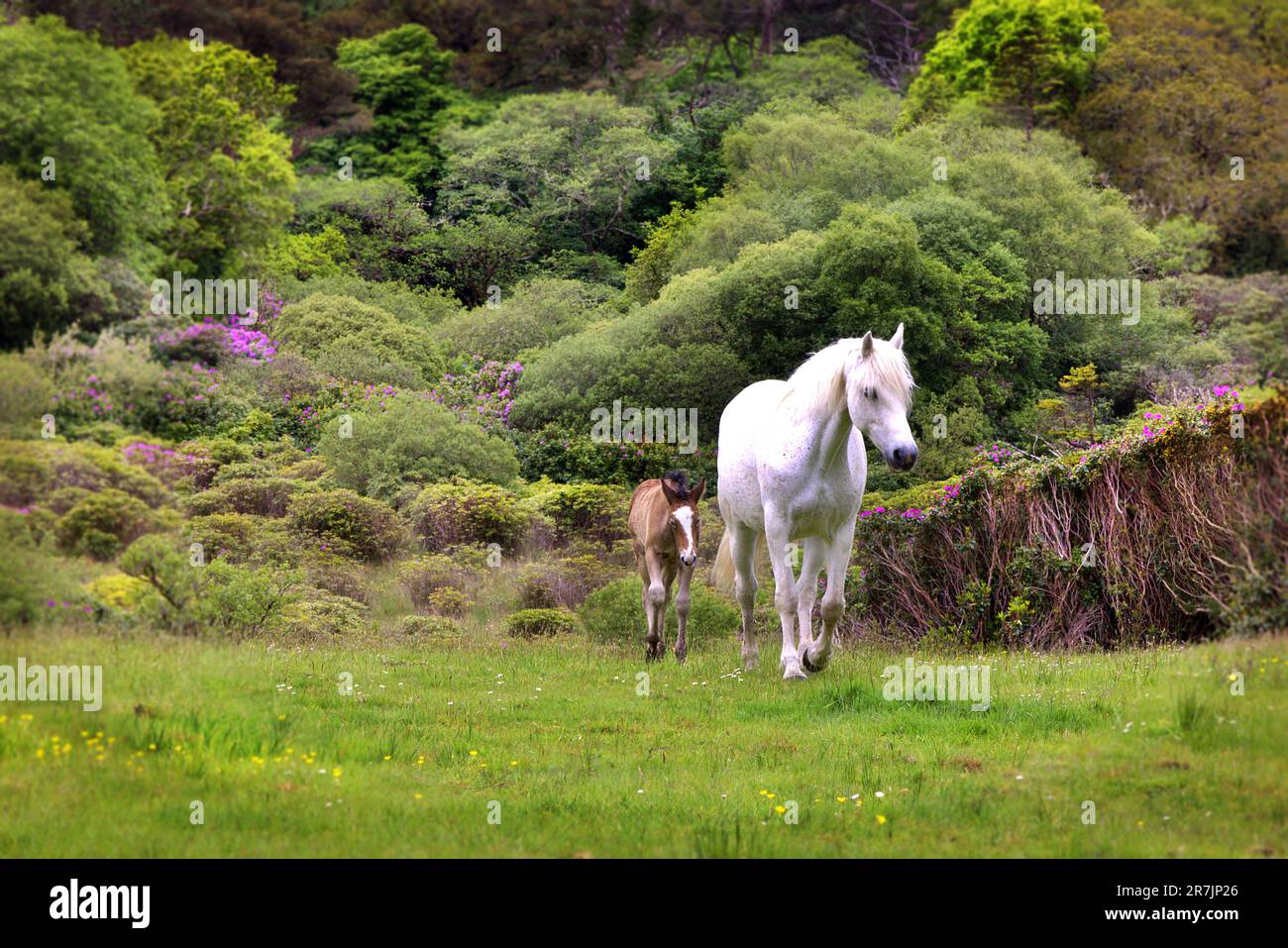 Two magical ponies run through castle grounds Stock Photo - Alamy
