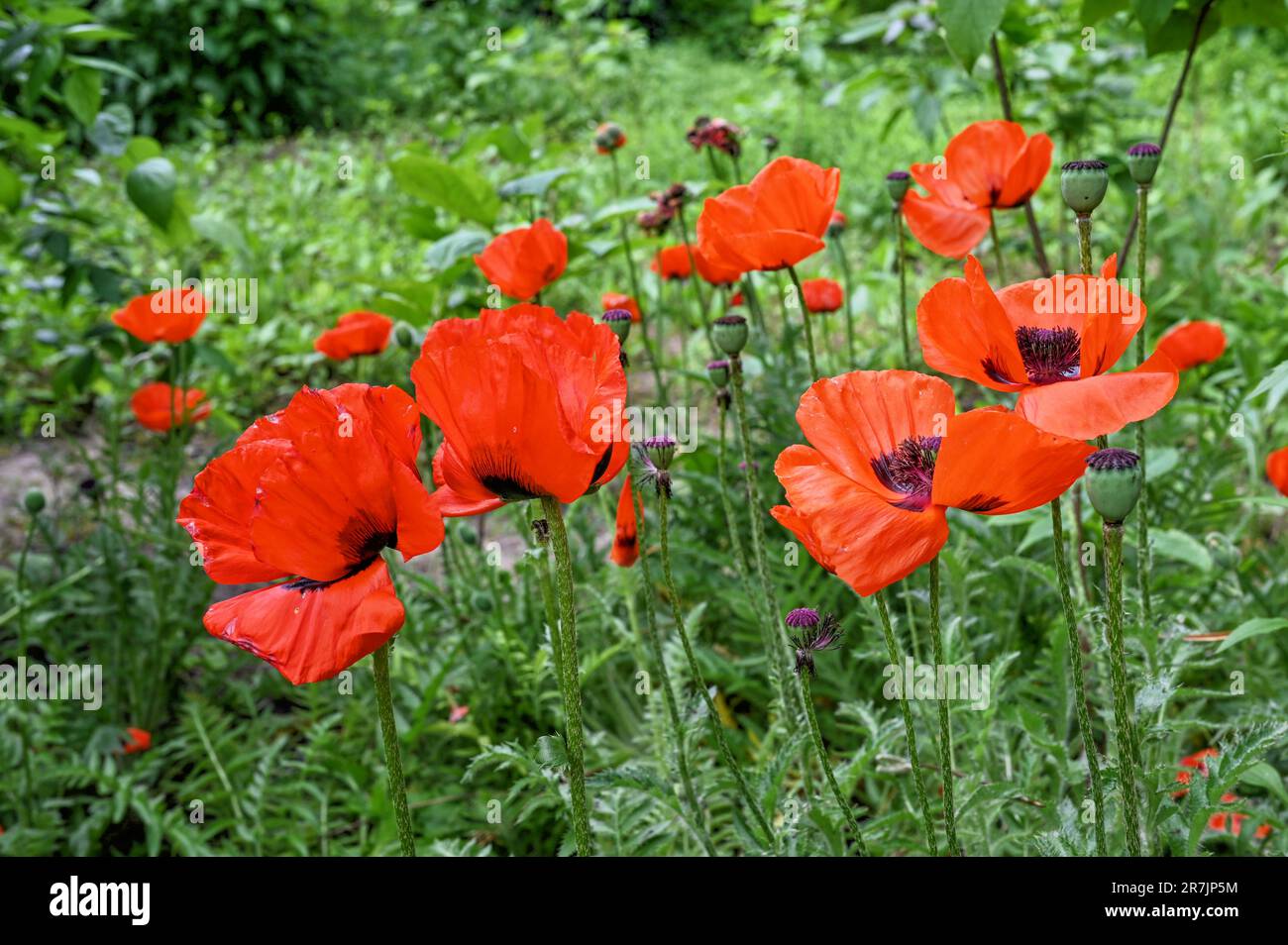 Red poppy and green leaves hi-res stock photography and images - Alamy