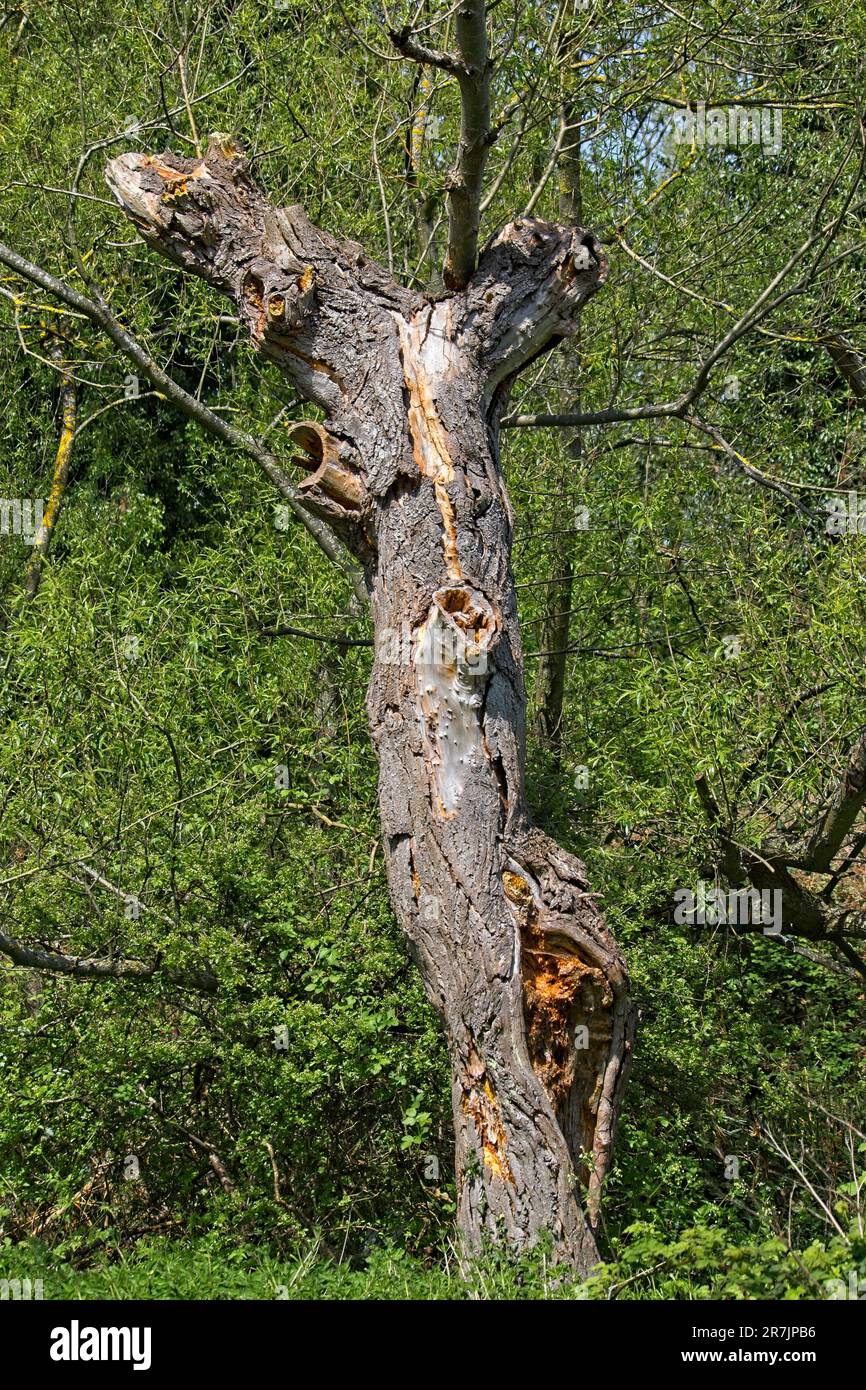 Gnarl gnarled hi-res stock photography and images - Alamy