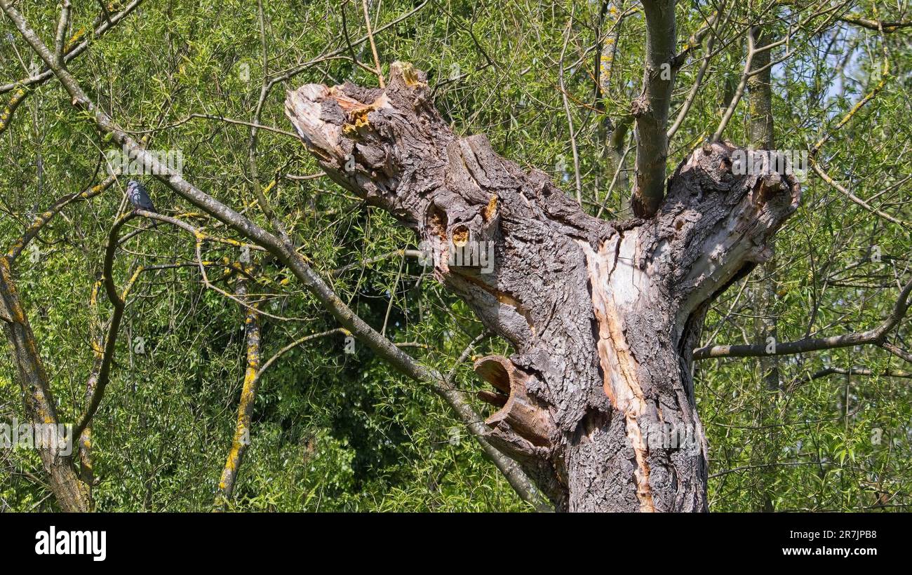 Gnarl gnarled hi-res stock photography and images - Alamy