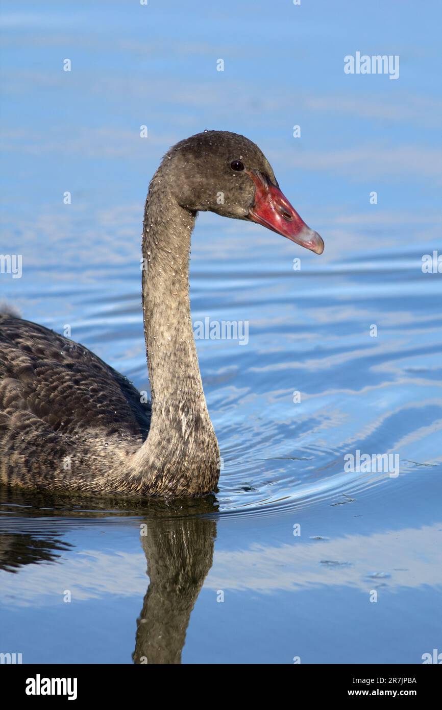 Dull bill hi-res stock photography and images - Alamy