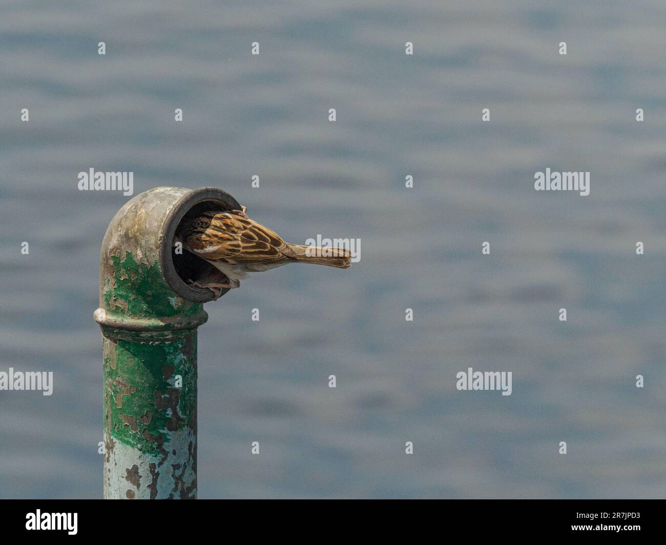 Examining pipe hi-res stock photography and images - Alamy