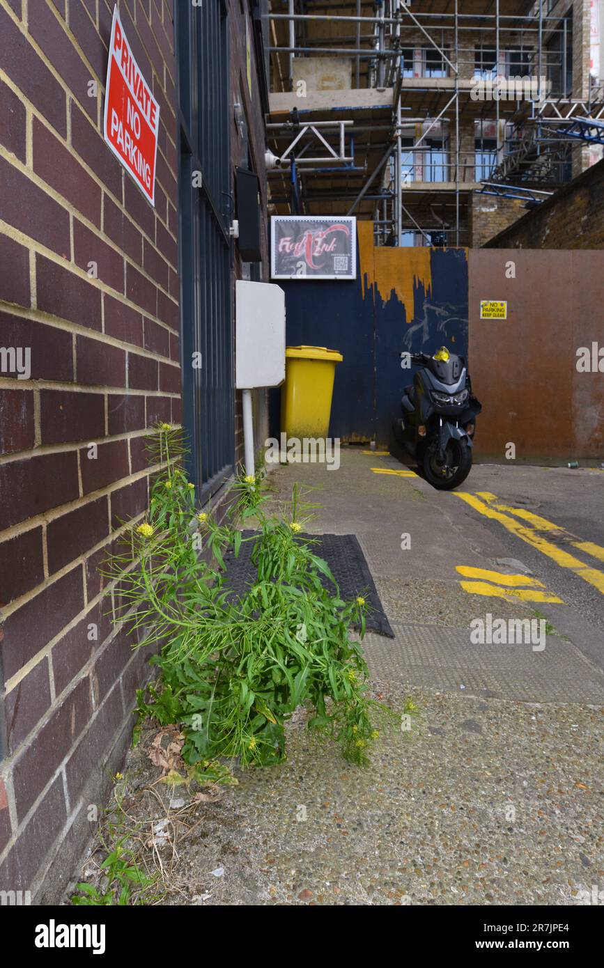 London-rocket - Sisymbrium irio Stock Photo - Alamy