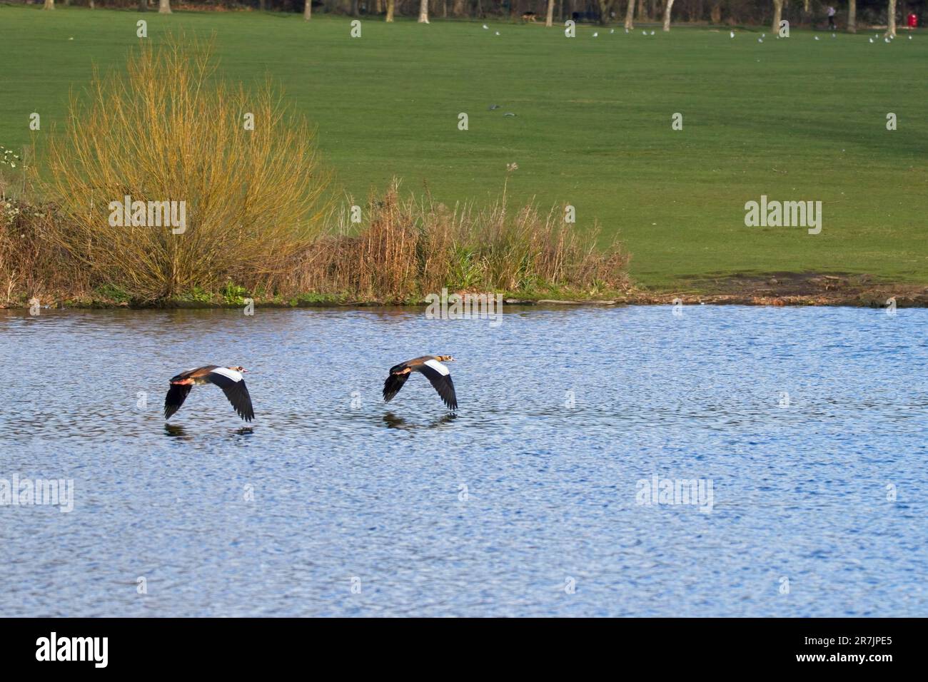 Danson lake hi-res stock photography and images - Alamy