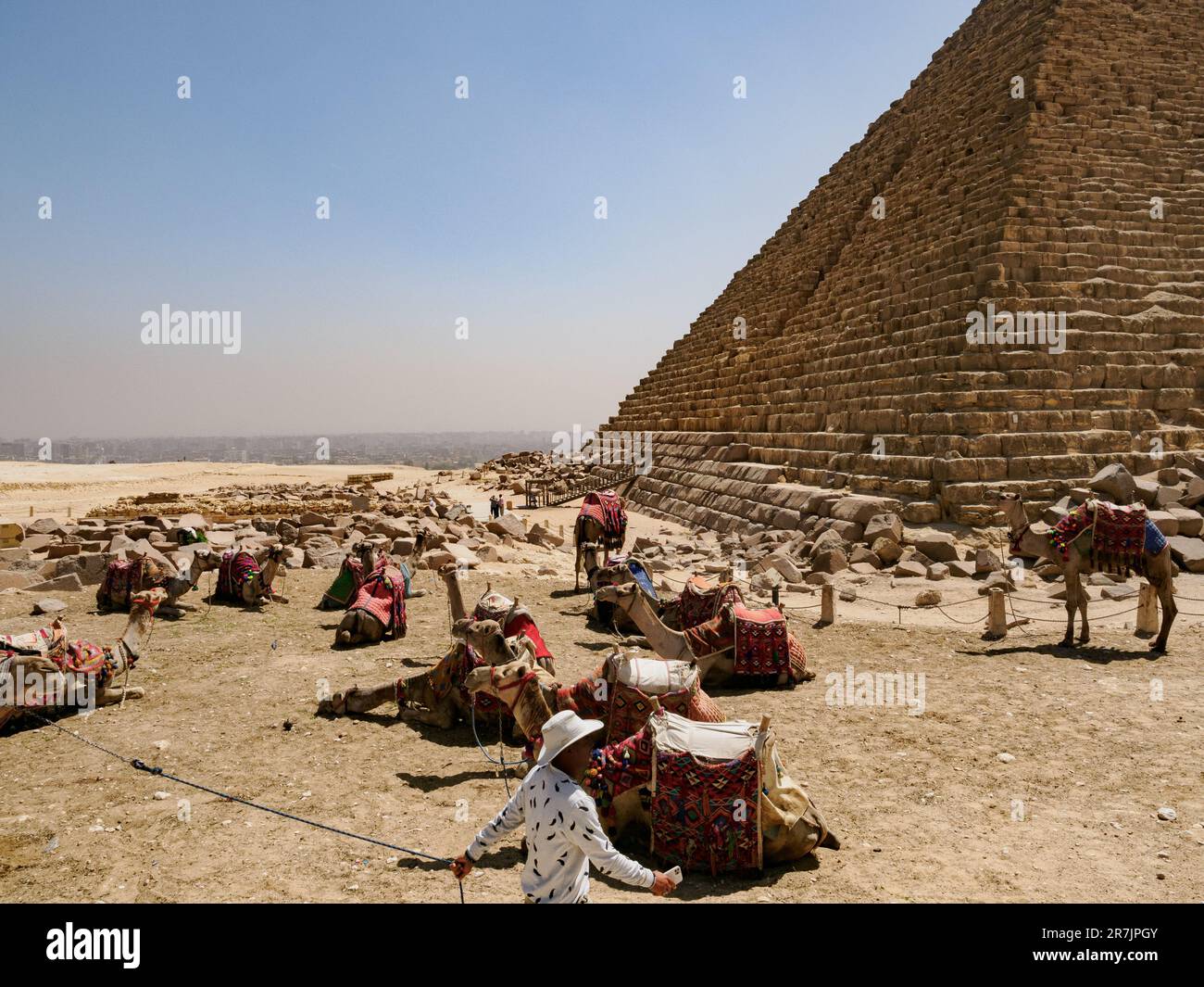 Camel Resting at the Base of an Ancient Pyramid Amidst Clear Des Stock ...