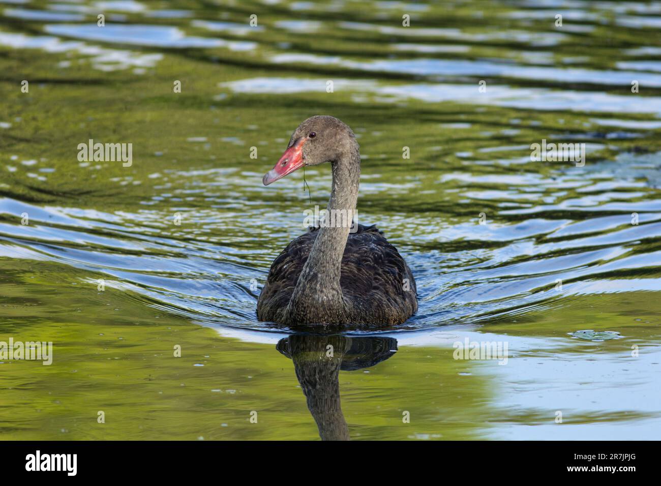 Dull bill hi-res stock photography and images - Alamy