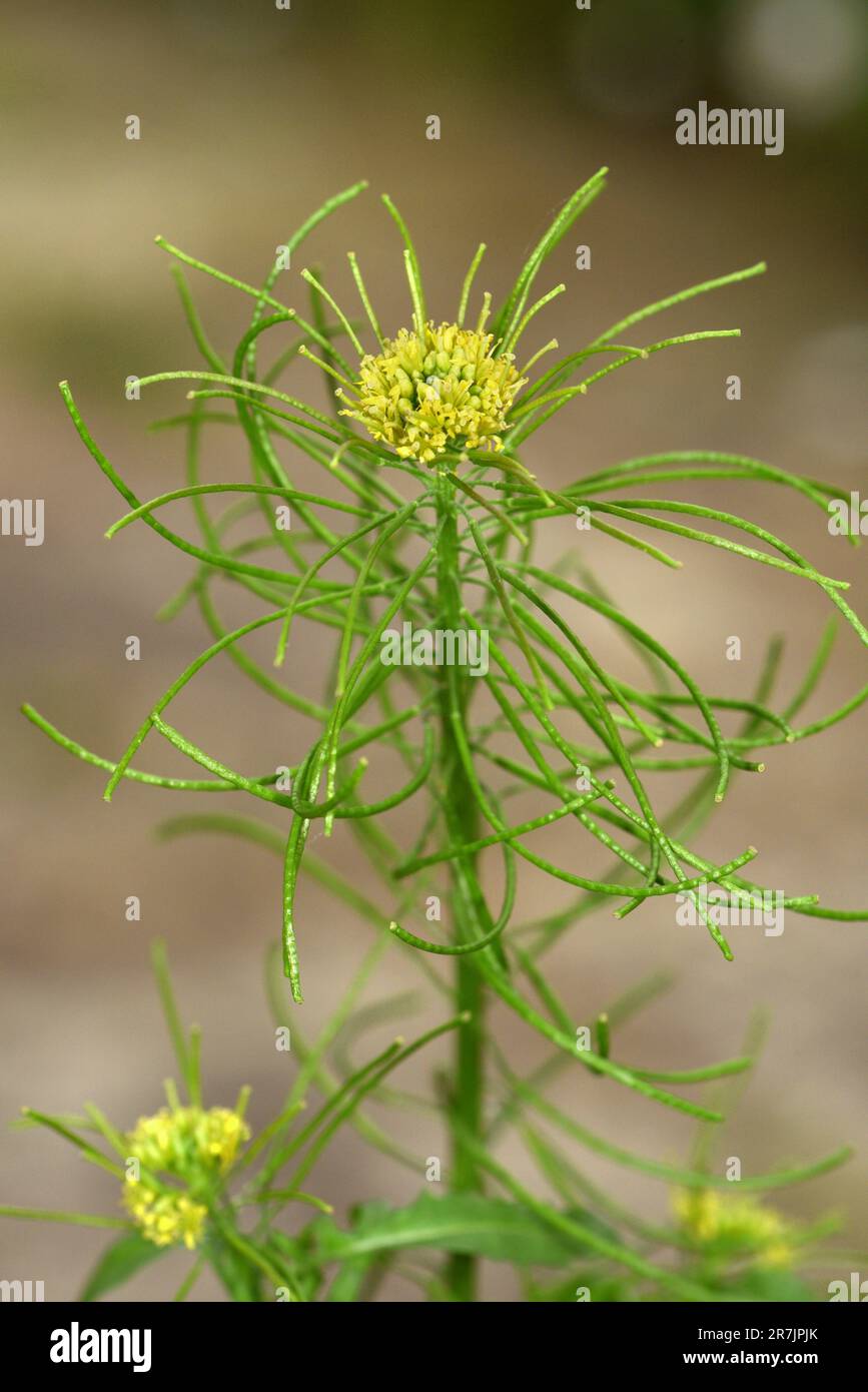 London-rocket - Sisymbrium irio Stock Photo - Alamy
