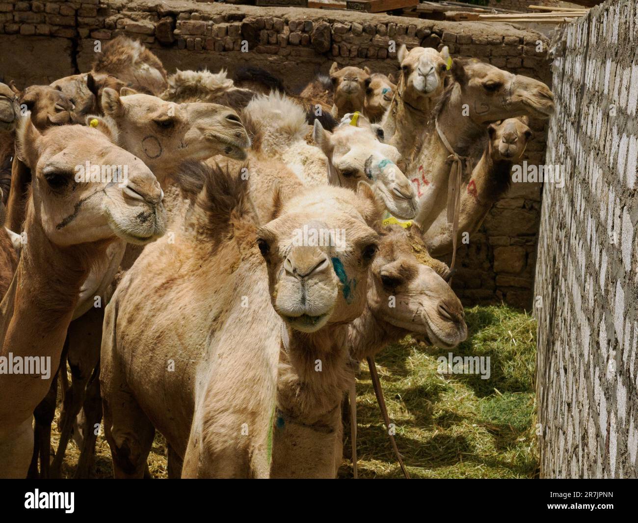 Domestic animals group hi-res stock photography and images - Alamy