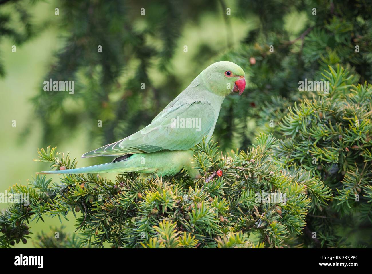 Rose-ringed green parakeet on a pine tree Stock Photo - Alamy