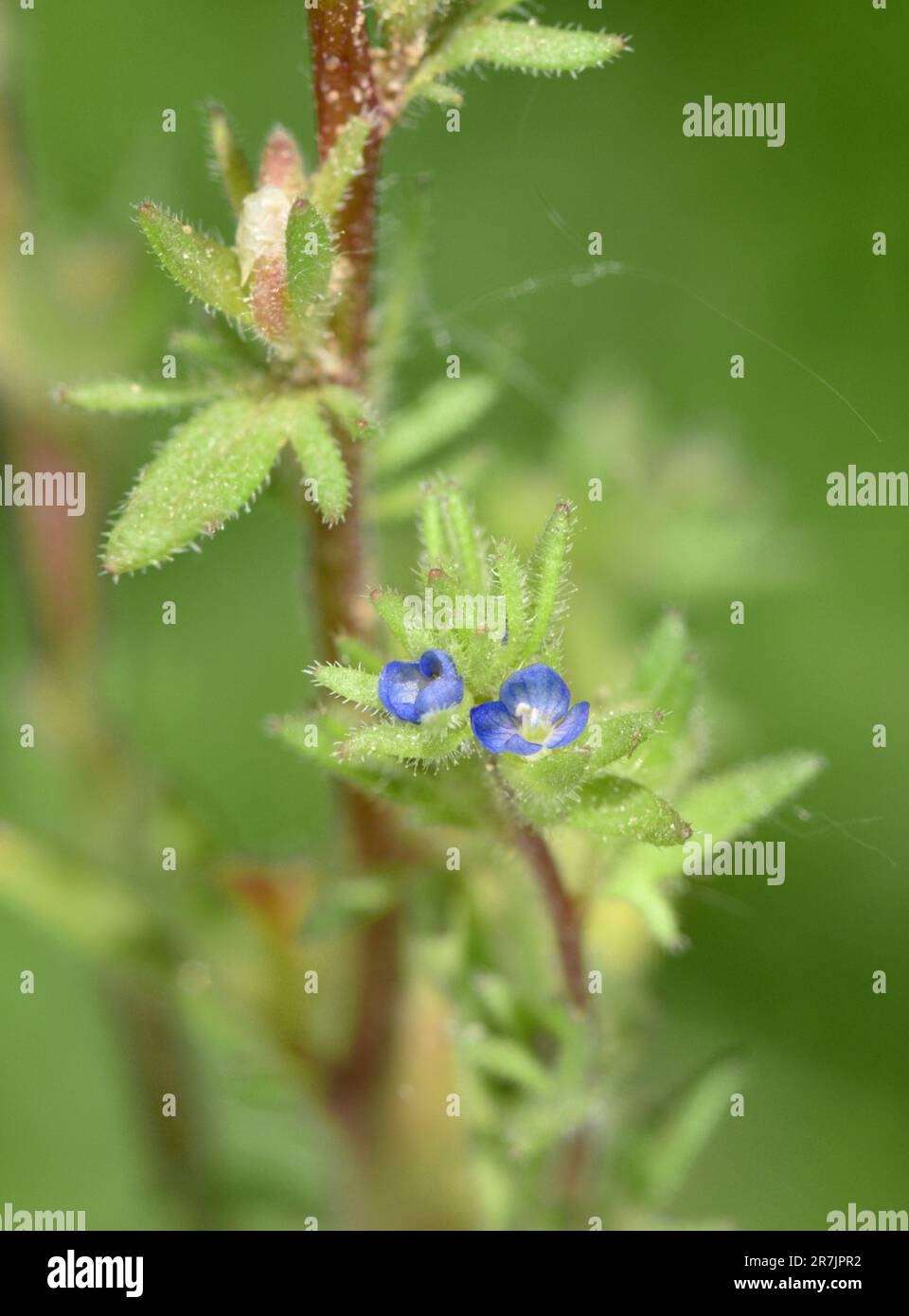 Spring Speedwell - Veronica verna Stock Photo - Alamy