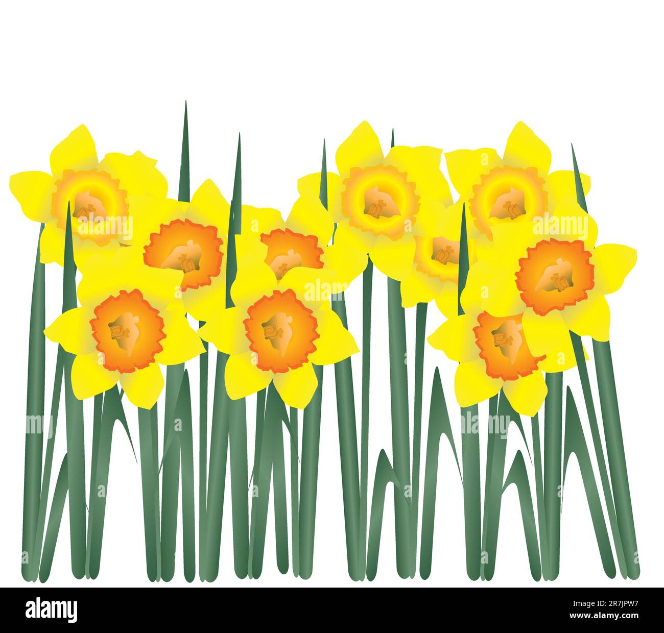 Vector illustration of daffodils Stock Vector Image & Art - Alamy