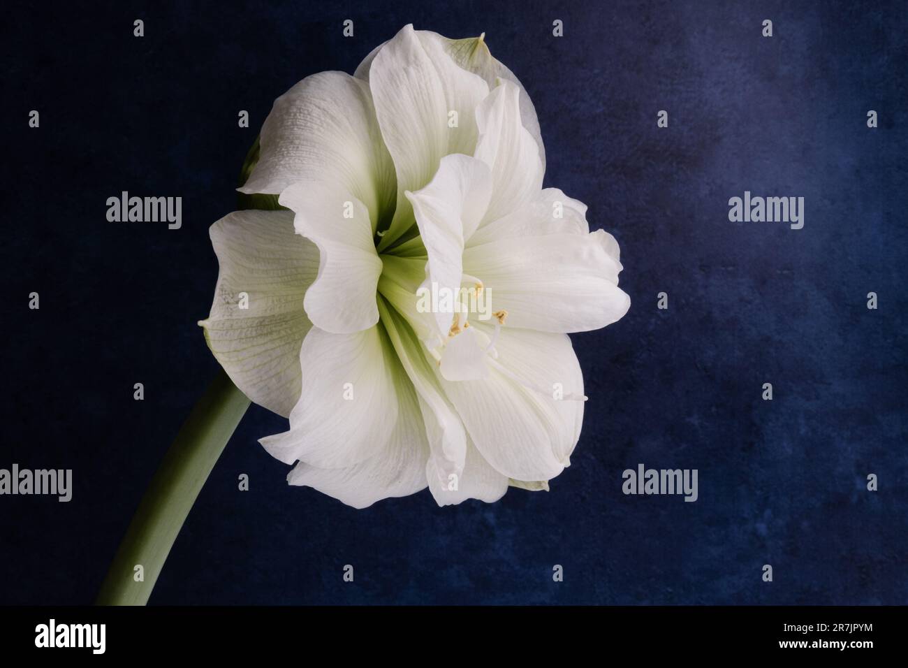 White amaryllis against blue background Stock Photo - Alamy