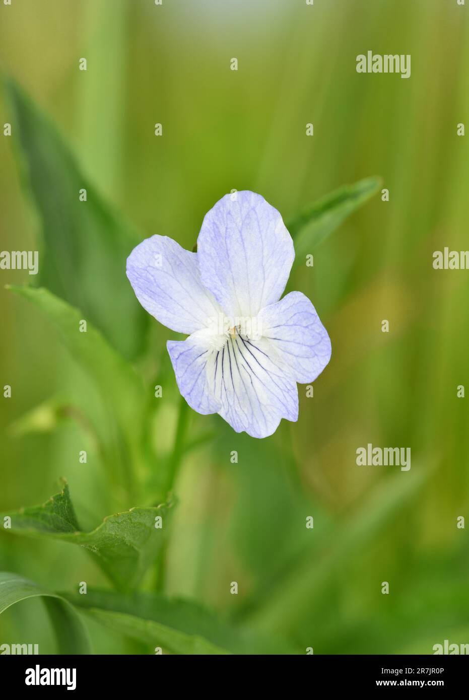 Fen violet hi-res stock photography and images - Alamy