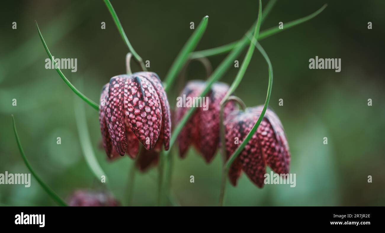 Checkered lily hi-res stock photography and images - Alamy