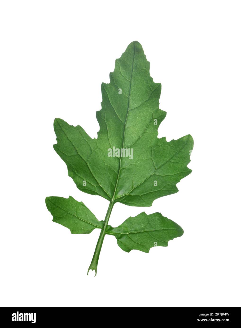 White Mustard - Sinapis alba Stock Photo - Alamy