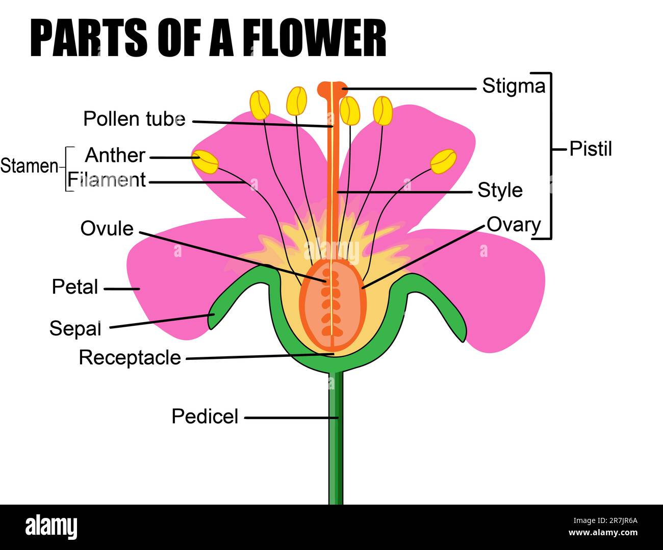 Parts Of A Flower