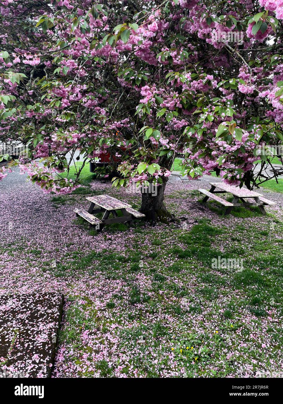 Pink fallen cherry blossom hi-res stock photography and images - Alamy