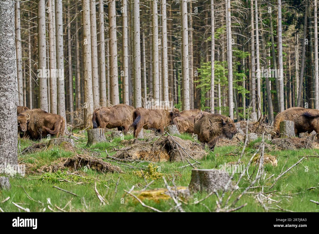 wild living European wood Bison, also Wisent or Bison Bonasus, is a ...
