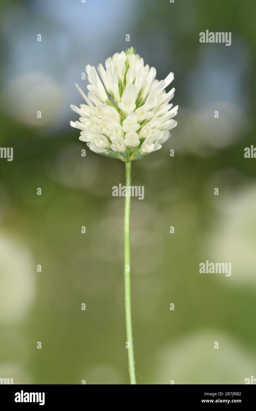 Egyptian clover hi-res stock photography and images - Alamy