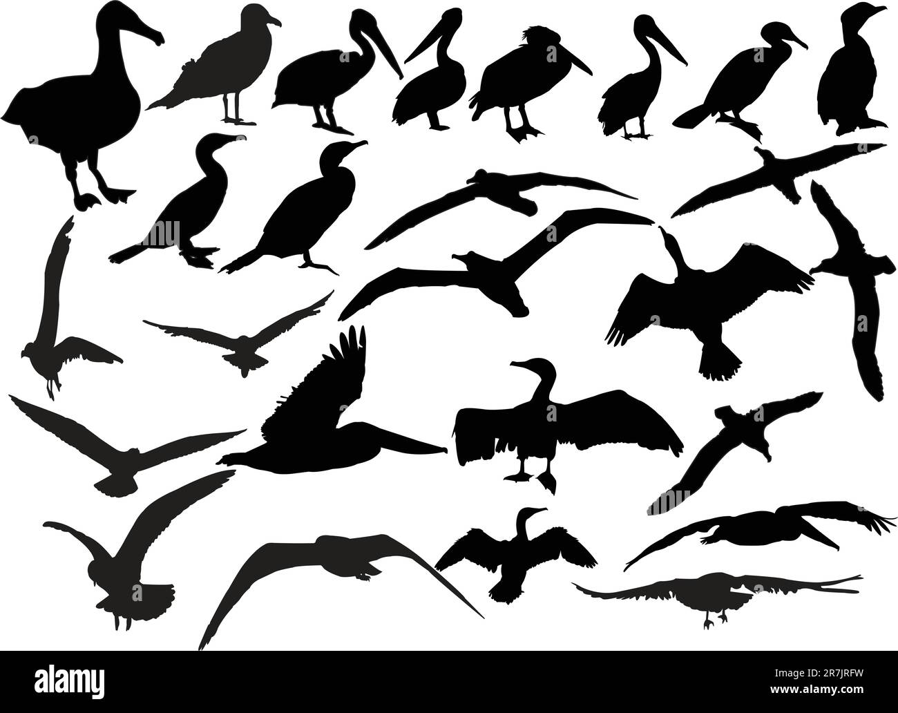 Illustration albatross hi-res stock photography and images - Alamy