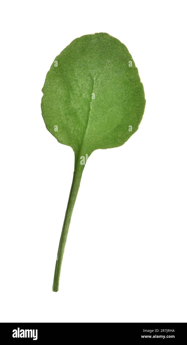 Rampion Bellflower - Campanula rapunculus Stock Photo - Alamy