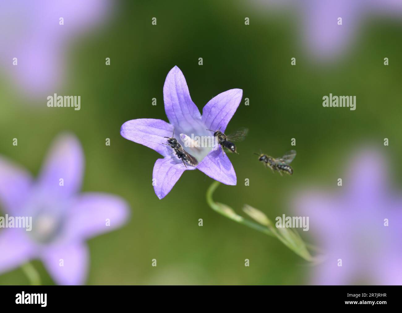 Rampion Bellflower - Campanula rapunculus Stock Photo - Alamy