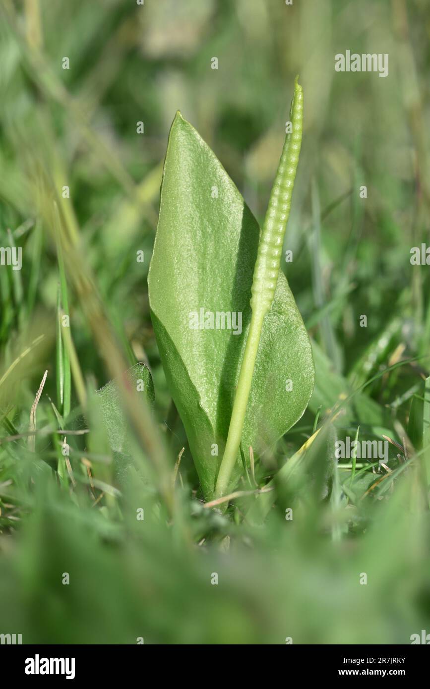 Adder's-tongue Fern - Ophioglossum vulgatum Stock Photo - Alamy