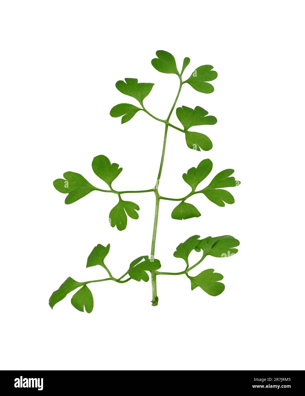 Common Fumitory - Fumaria officinalis Stock Photo - Alamy