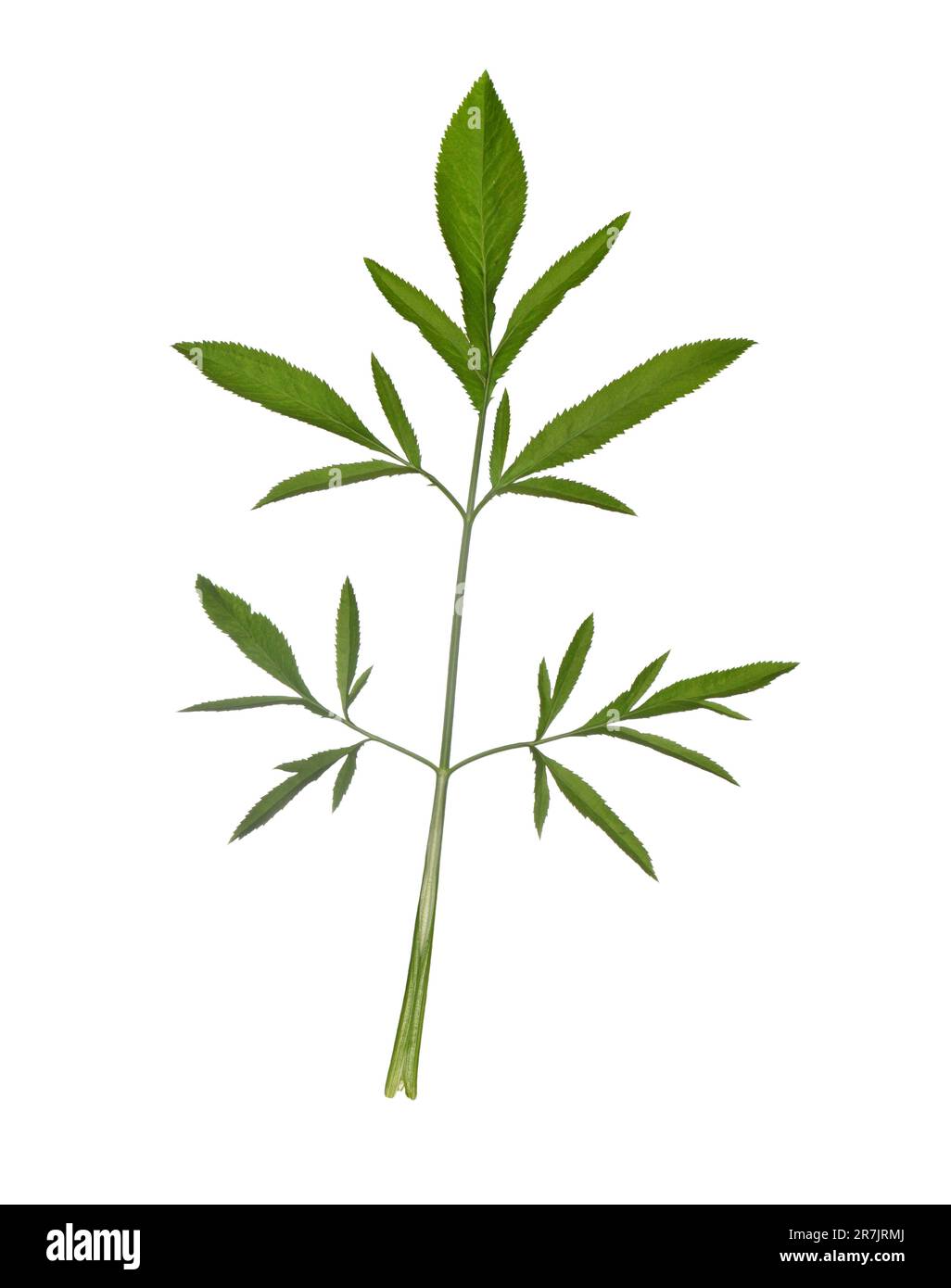 Ammi flower Cut Out Stock Images & Pictures - Alamy